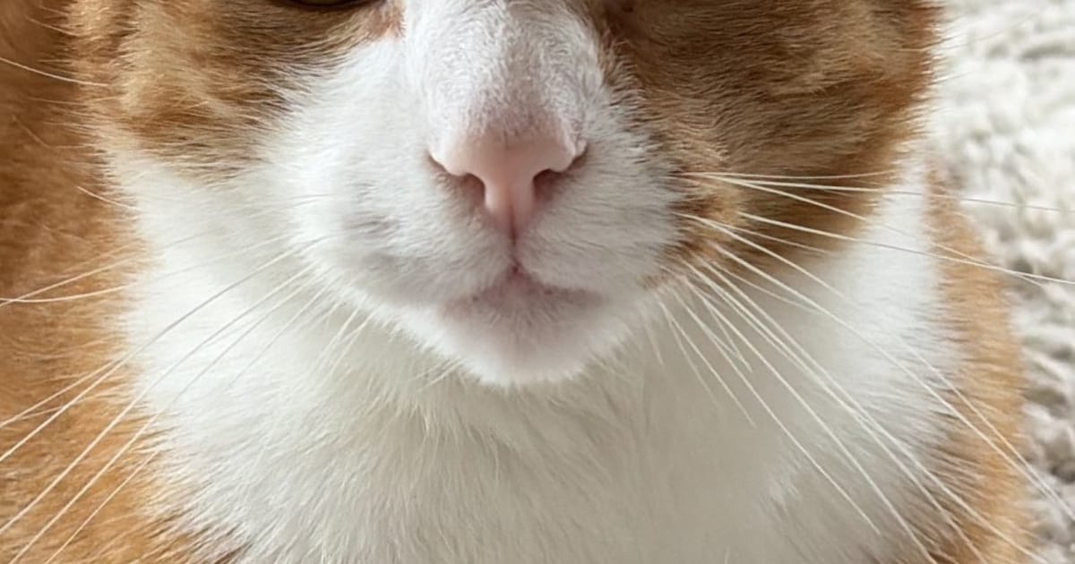 Heb jij Nora of Woody gezien? Deze twee huisdieren worden in Aa en ...