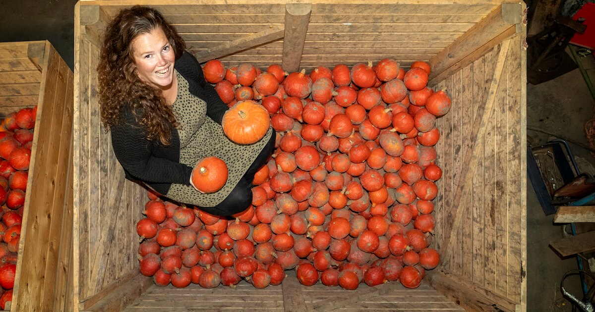 Marianne teelt tienduizenden pompoenen: ‘Met Halloween gaat het hard ...