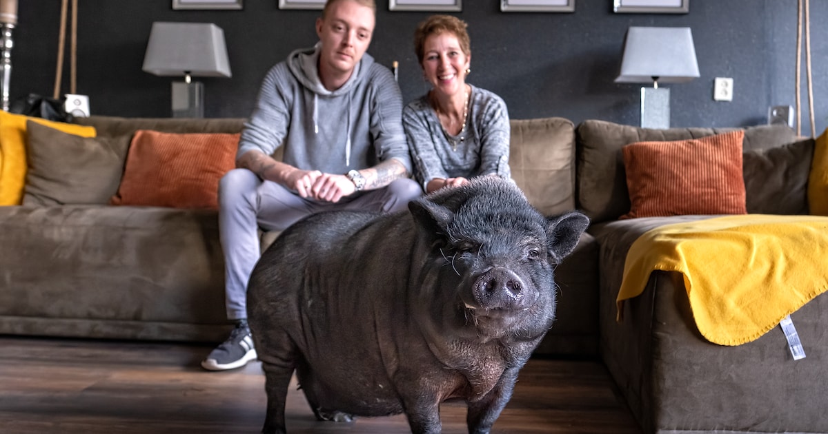 Bea is 80 kilo en onderdeel van dit gezin: ‘Mensen denken dat varkens ...