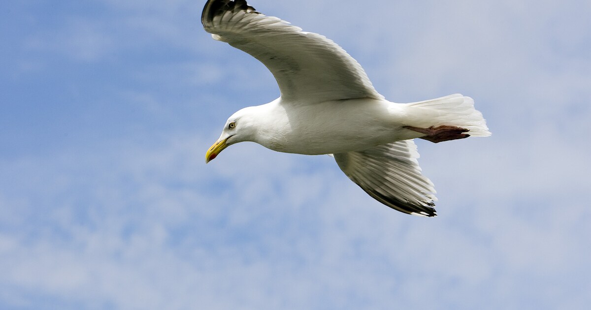 Meeuwenkolonie op ludieke wijze verjaagd | Groene Hart | AD.nl