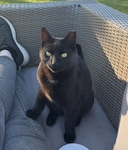 Heb jij Dotje, Tijger of Bishie gezien? Deze vijf huisdieren worden in ...