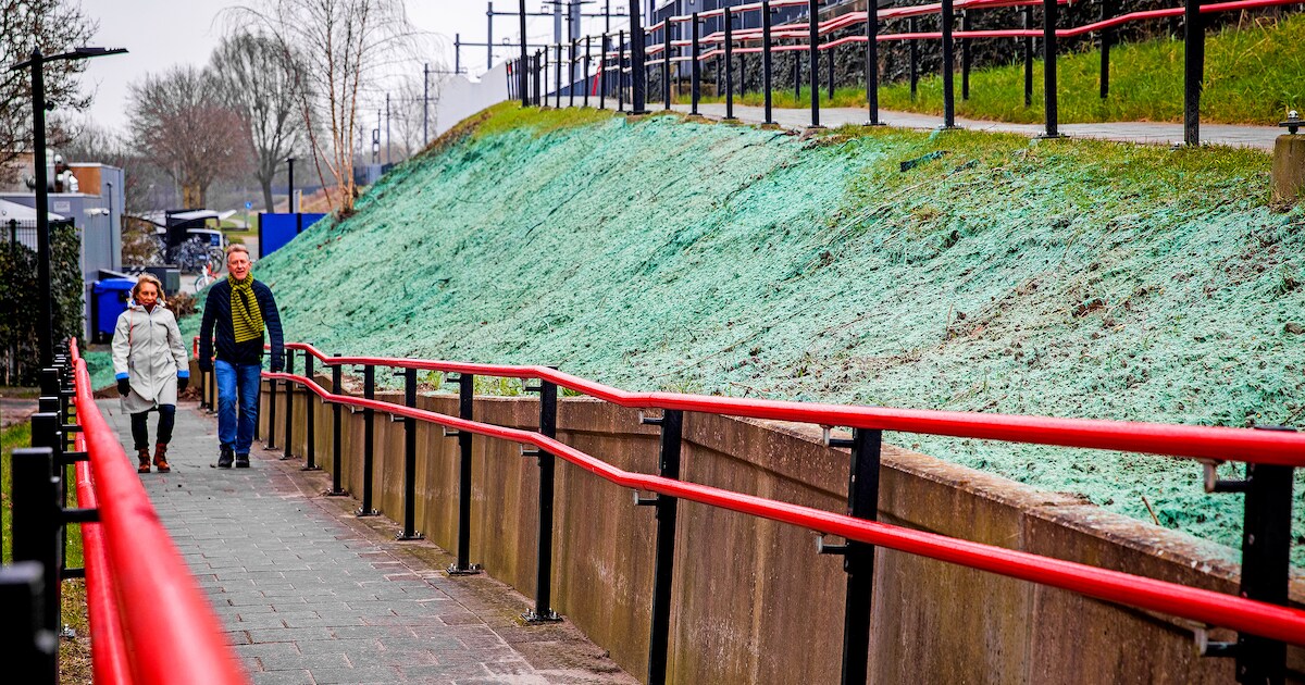 Mysterieuze groene smurrie bij station Stadspolders moet bloemenzee ...