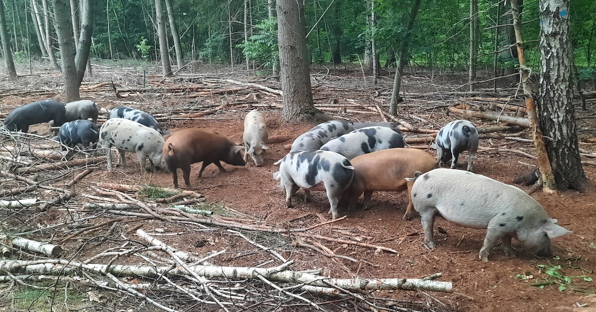 Varkens helpen Enkhuizen bij bestrijden Japanse duizendknoop en ...