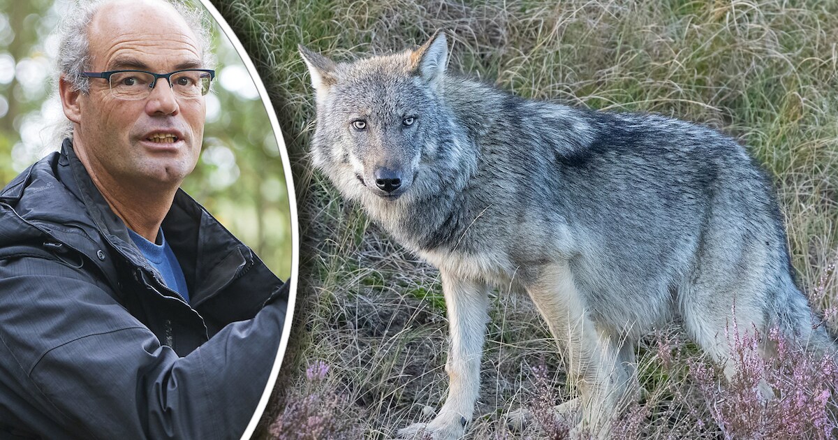 Wat moet je doen als je oog in oog komt te staan met een wolf? ‘De hond ...