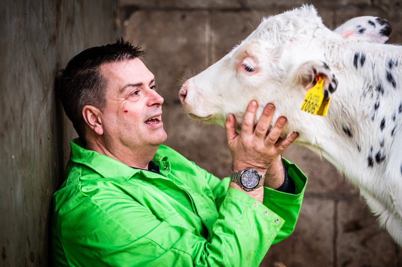 Knuffelen met een koe: daar word je niet alleen als mens gelukkig van ...
