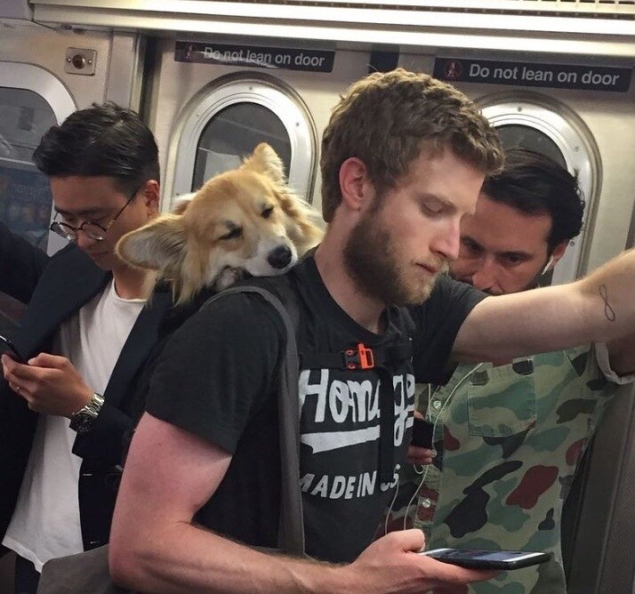 Rugzakreiziger in New York bezorgt asielhonden nieuw baasje: ‘Ze wilde ...