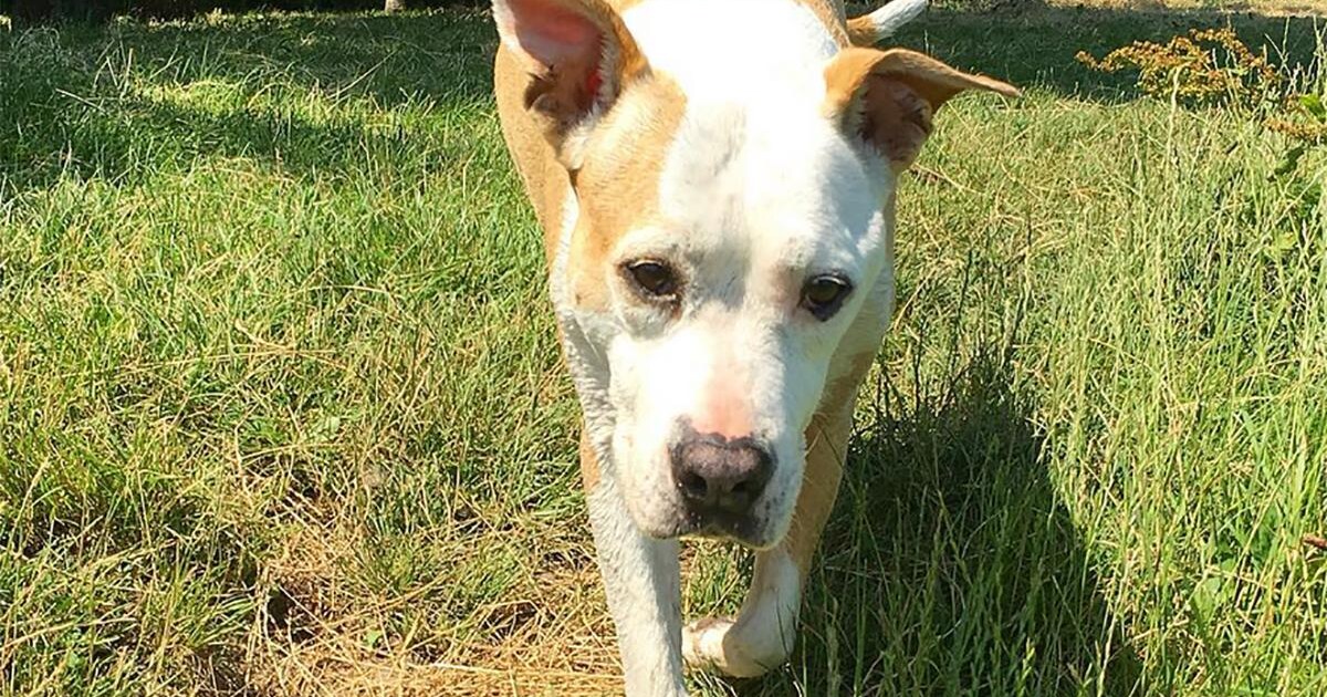 Bejaarde hond van Dreetje Hazes heeft hersentumor | Show | AD.nl