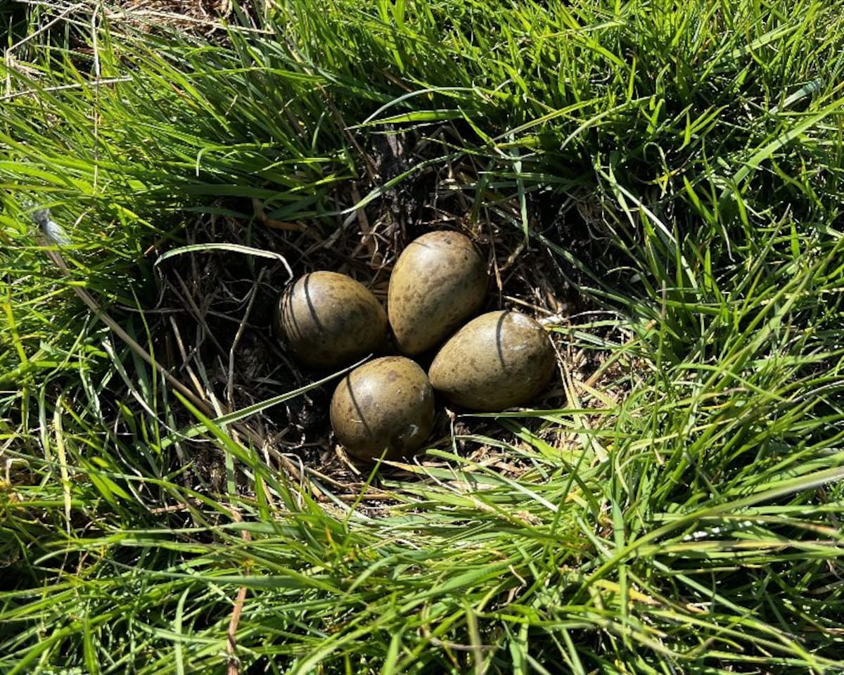 De Groene Klaver zoekt vrijwilligers voor weidevogelbescherming | Zoetermeer | AD.nl