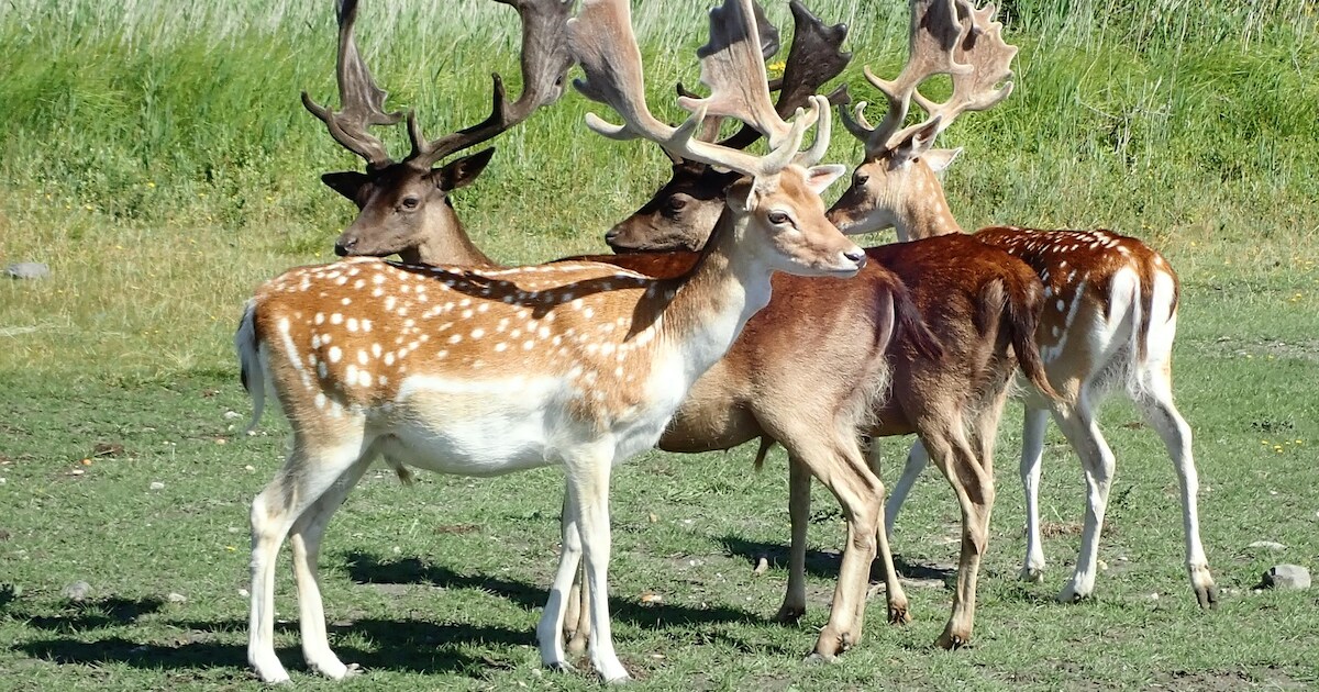 CDA Friesland wil dat provincie komende herfst damherten laat ...