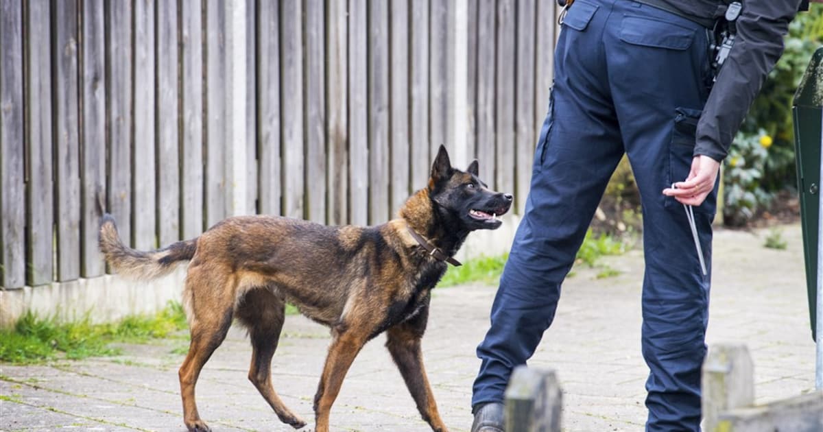Inbreker springt in water om zich te verstoppen voor politie | Utrecht ...