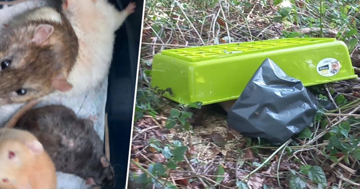 Ratjes gedumpt in bos Putten en dat maakt dierenambulance boos: ‘Ook ...