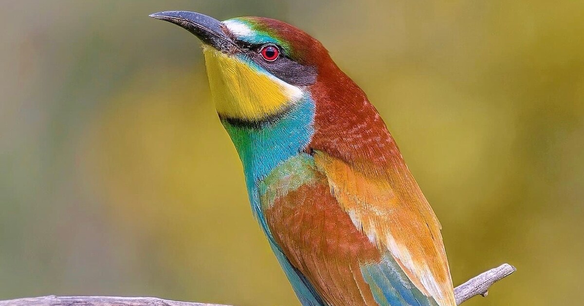 Vogeltje Olivia dreigde het niet te redden, maar trotse ‘vader’ Lou ...