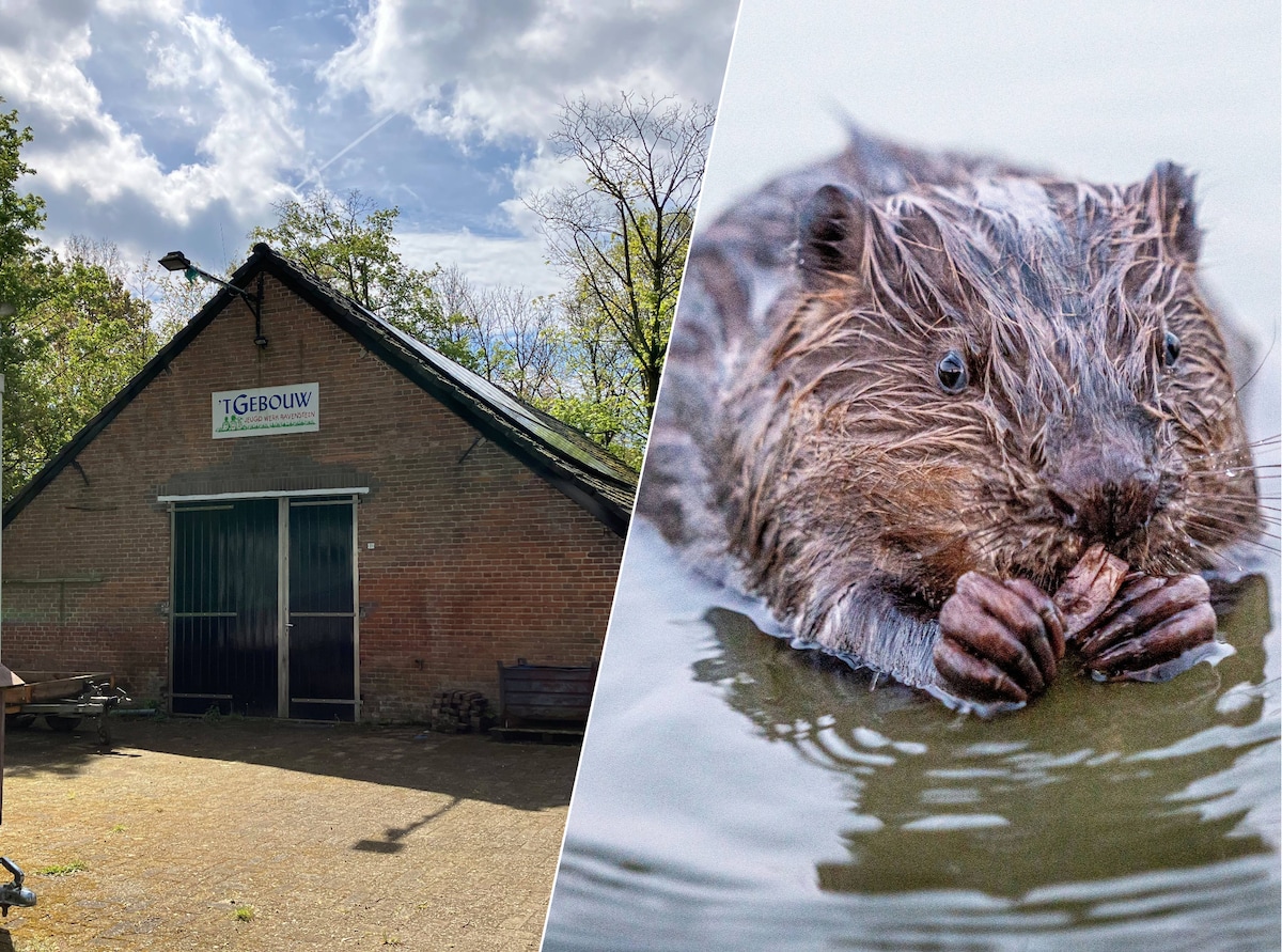 Win-win: bevers én Jeugdwerk Ravenstein mogen allebei blijven | Oss | AD.nl
