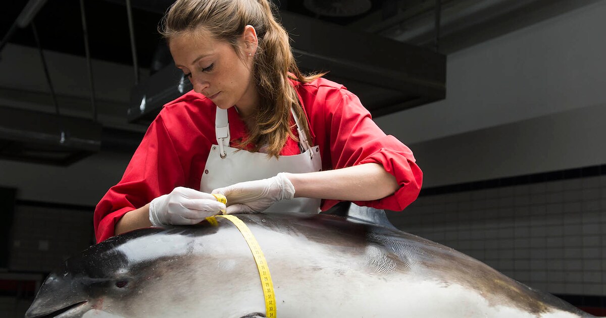 Dode bruinvissen die massaal aanspoelen ‘lijken op hetzelfde moment ...