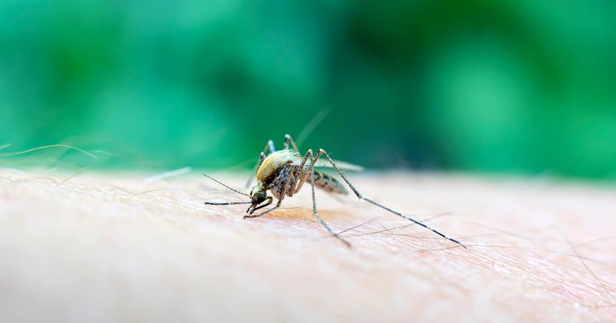 Waarschuwing: hoge concentratie anti-muggenmiddel met DEET is ...