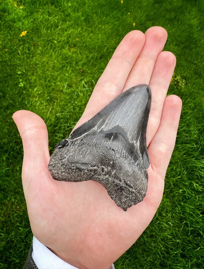 Megalodon, de grootste haai ooit, blijkt nog groter te zijn na ...
