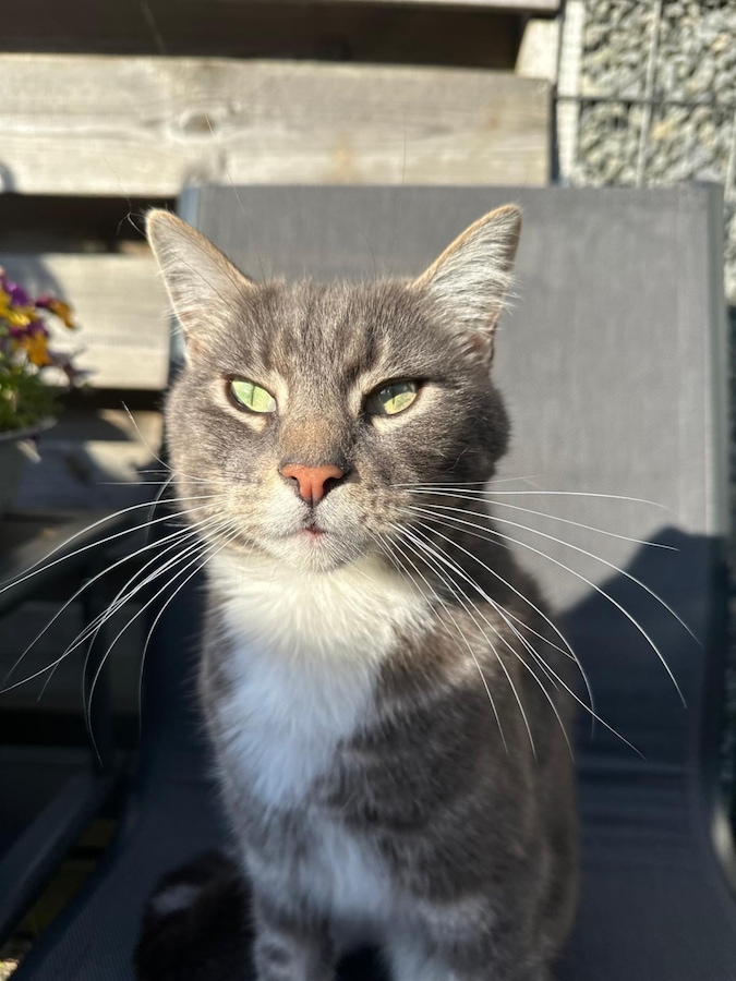 Heb jij Gizmo, Lilly of Erin gezien? Deze zes huisdieren worden in ...