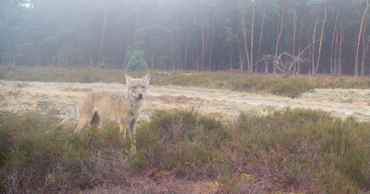 Eerste puur Nederlandse wolf, geboren en getogen op de Veluwe ...