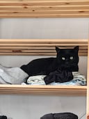 Heb jij Pumba of Misty gezien? Deze twee huisdieren worden in Tholen ...