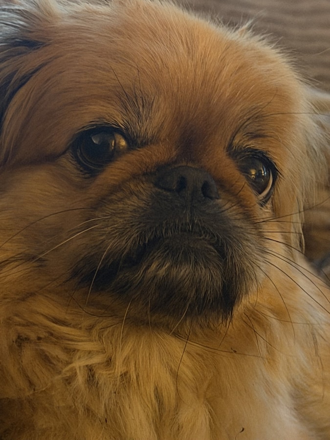 Heb jij Muffin gezien? Dit huisdier wordt in Best vermist | Foto | AD.nl