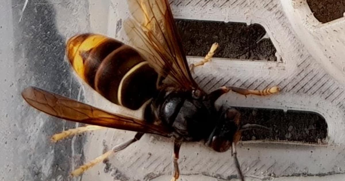 Aziatische hoornaar bedreigt biodiversiteit in Peel en Maas | Peel en ...