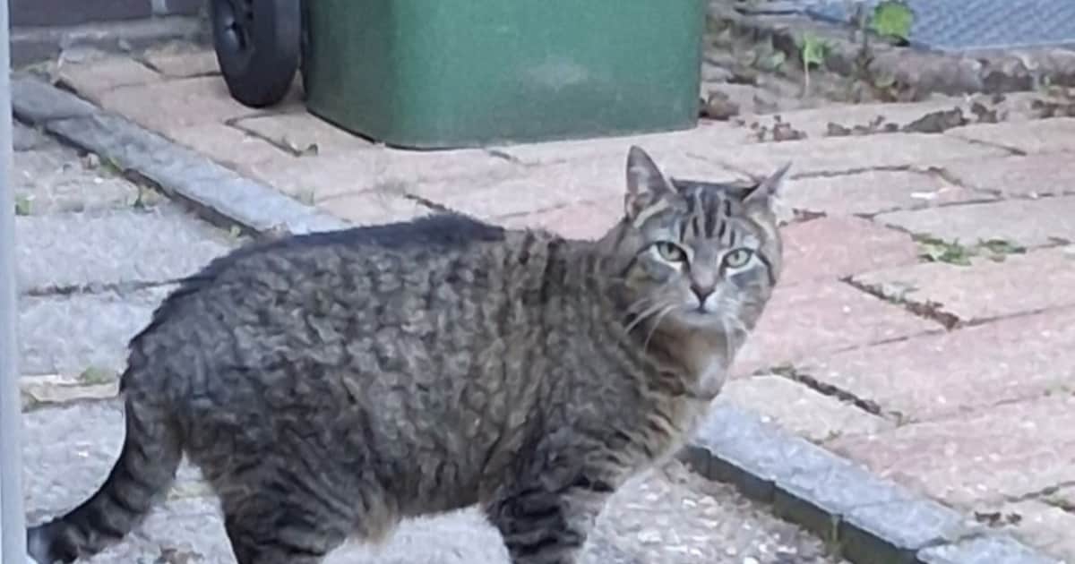 Heb jij Muis gezien? Dit huisdier wordt in Zandvoort vermist | Regio ...