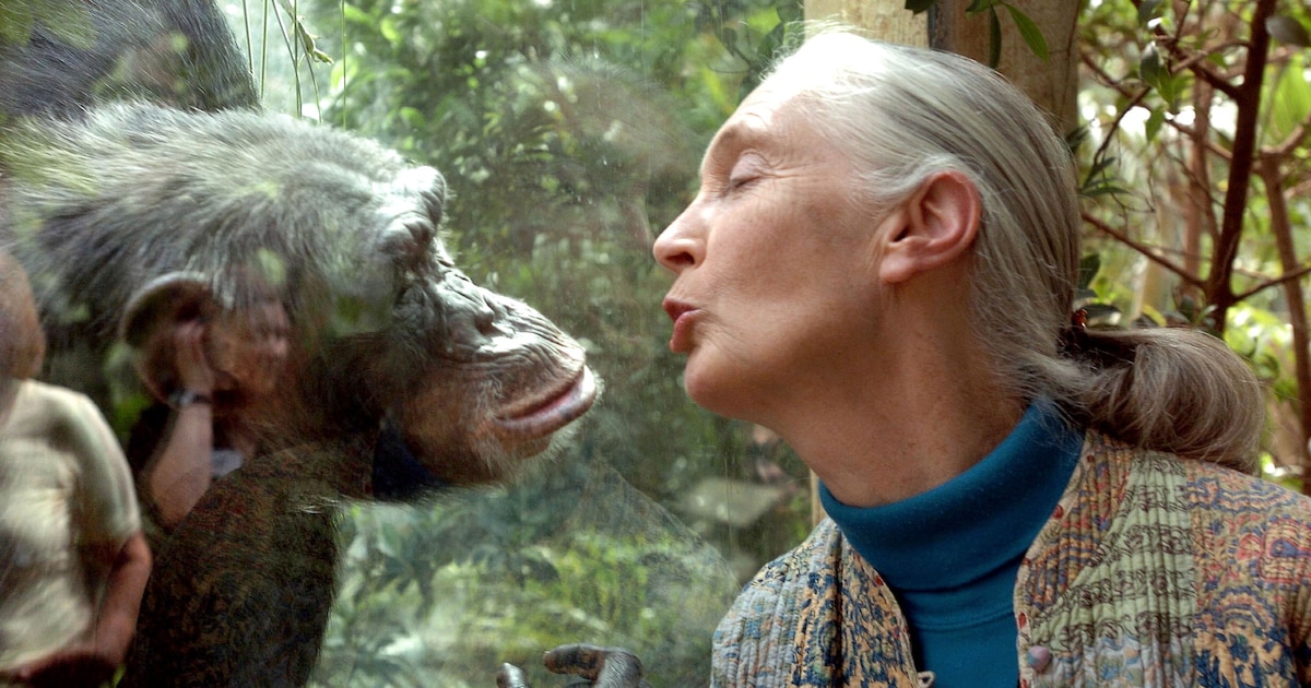 Wereldberoemde chimpansee-onderzoeker Jane Goodall (91) overleden: ‘Ze ...
