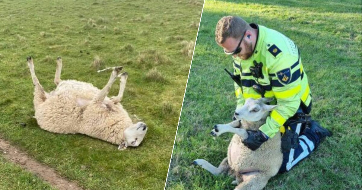 Zie je een schaap op de rug liggen? Dit moet je doen: ‘Zonder hulp zal ...