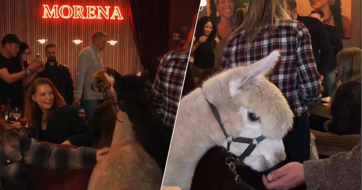 Kritiek nadat restaurant alpaca’s door de zaak laat lopen: ‘Dit kan ...