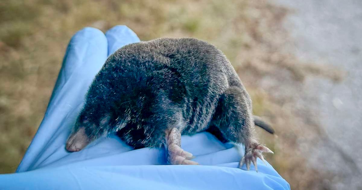 Oververhit molletje in het Haagse Bos | De dierenambulance (HC) | AD.nl