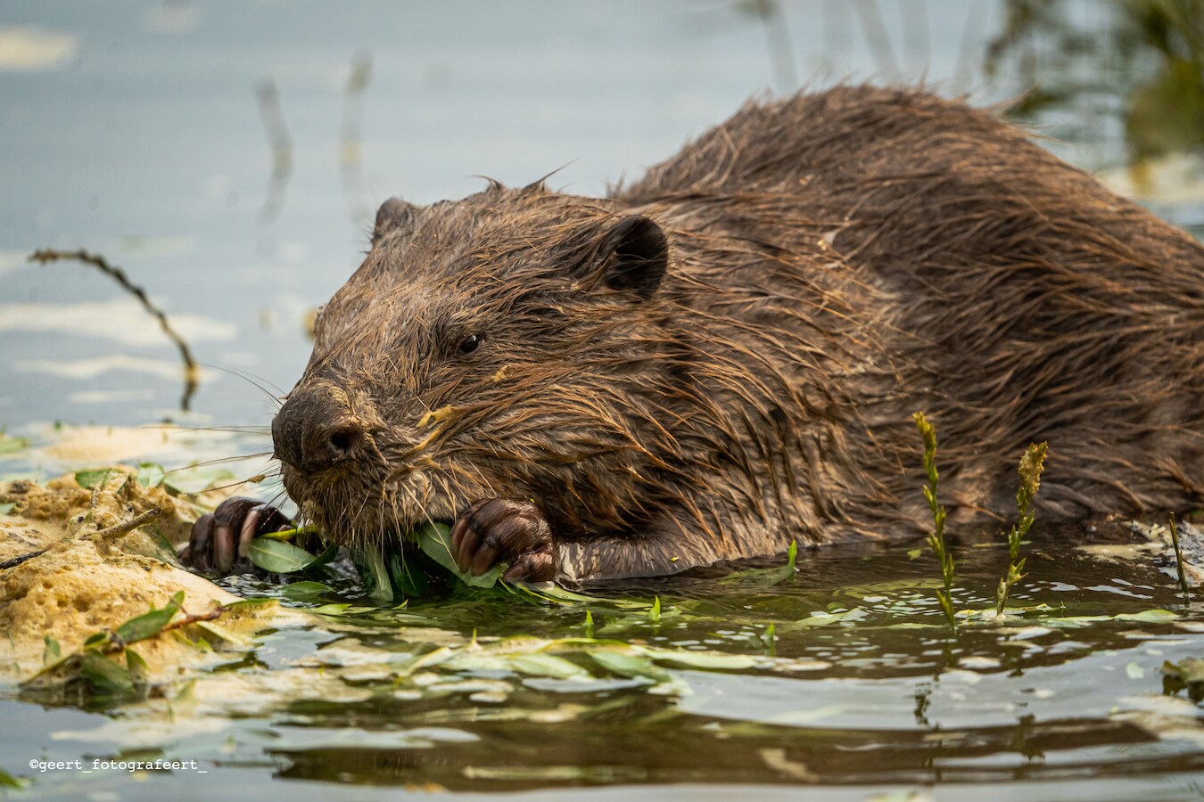 Bevers geven overlast in Nederland: graven grootste knaagdieren van ...