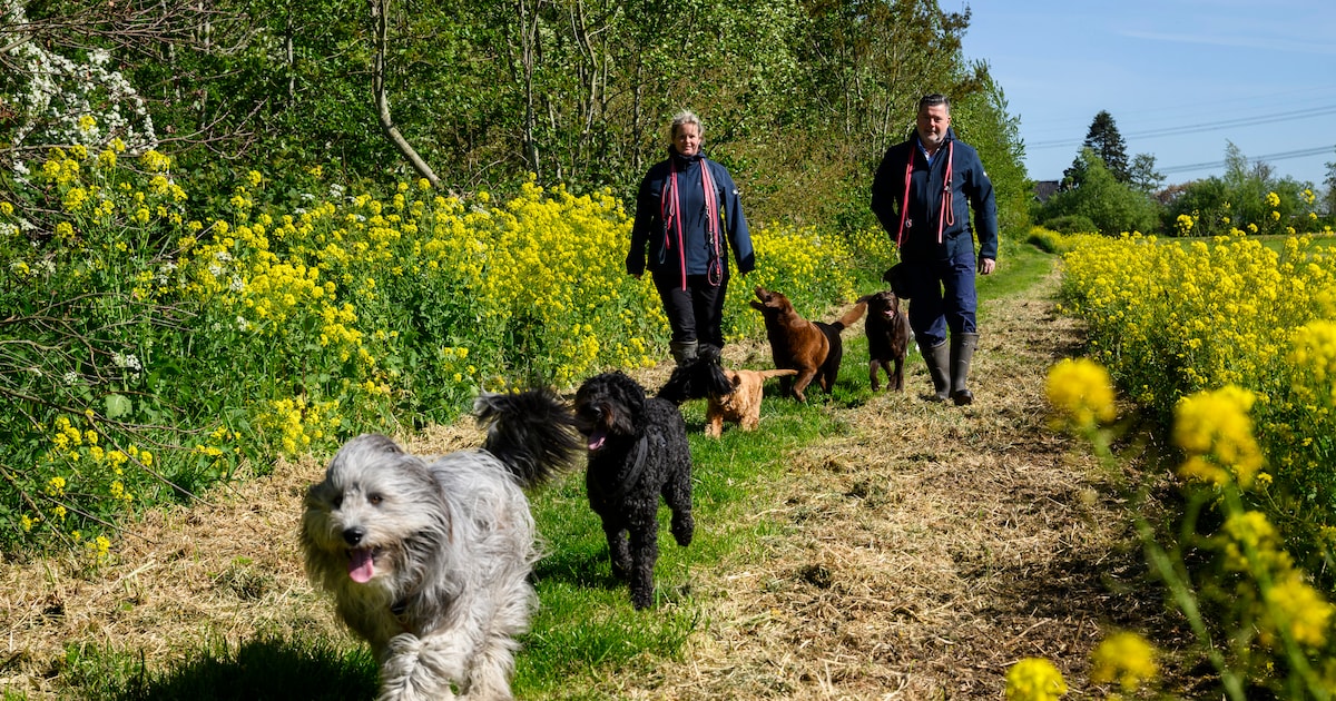 Hondenmanager Simone over prikkelgevoelige honden: ‘Stop met steeds die ...