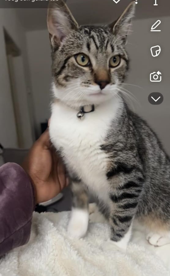 Heb jij Snow, Yuki of Lisa gezien? Deze vier huisdieren worden in ...