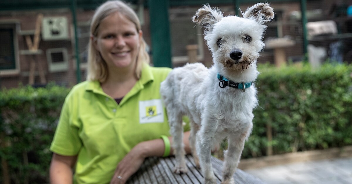Verwaarloosde hond Rikkie heeft een nieuw thuis: ‘Hij gaat hier veel ...