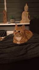 Heb jij Furby, Sietse of Kitty gezien? Deze drie huisdieren worden in ...