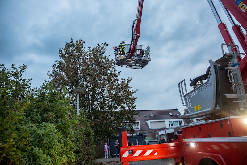 Hoogwerker voor kat in boom in Roosendaal, beest springt zelf naar ...