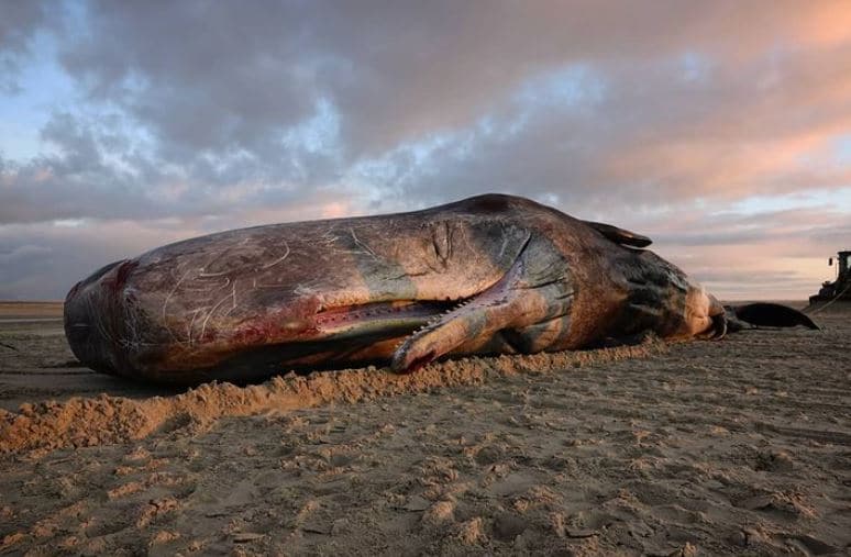 Was aangespoelde orka ziek? Dier wordt onderzocht op de Universiteit ...