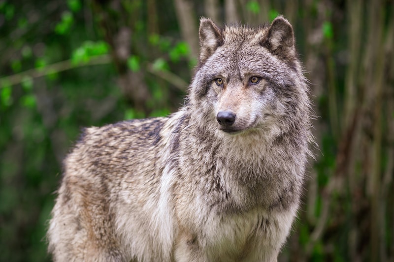 Dode wolf gevonden in Drenthe, onderzoek moet uitwijzen of het om ...