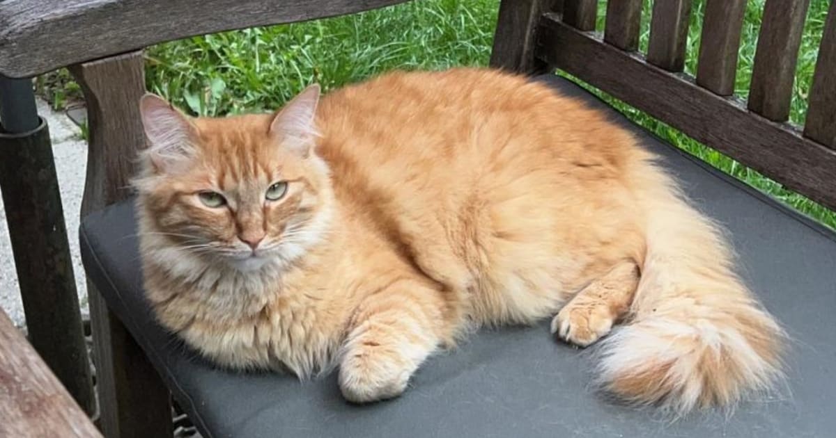 Heb jij Jenna, Rambo of Saartje gezien? Deze zes huisdieren worden in ...