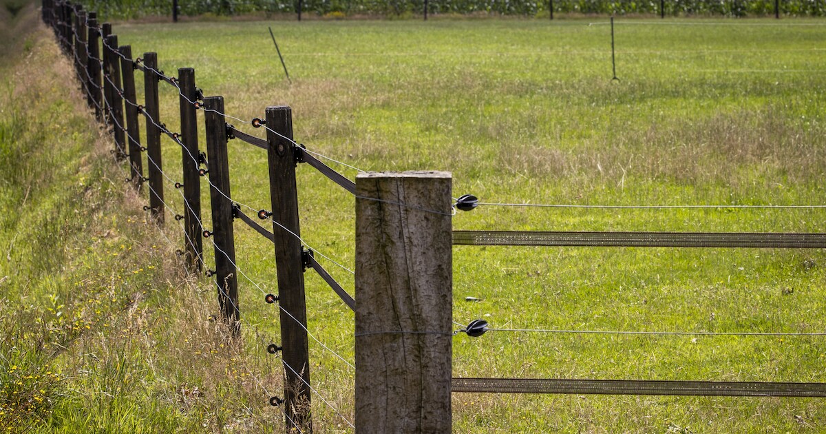 Drenthe onderzoekt afschieten wolf die vee achter rasters aanvalt ...
