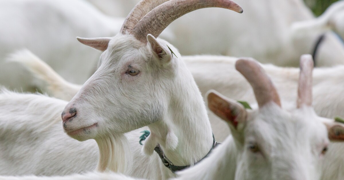 Geitenhouder Abcoude op het matje geroepen: bedrijf heeft 400 geiten ...