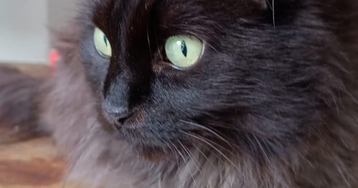 Heb jij Pinky, Nelis of Koko gezien? Deze vier huisdieren worden in ...