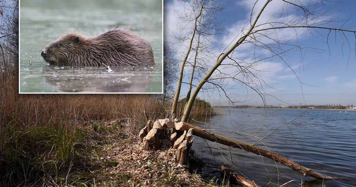 Hij laat zich nooit zien, maar er is een bever actief in Utrecht en dat ...