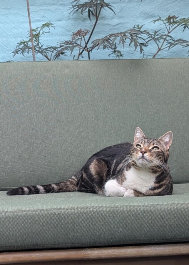 Heb jij Teun(tje), Suzy of Pippa gezien? Deze 16 huisdieren worden in ...