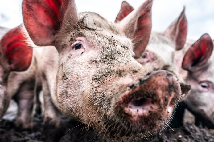In heel Nederland minder varkens, maar niet in Alblasserdam ...