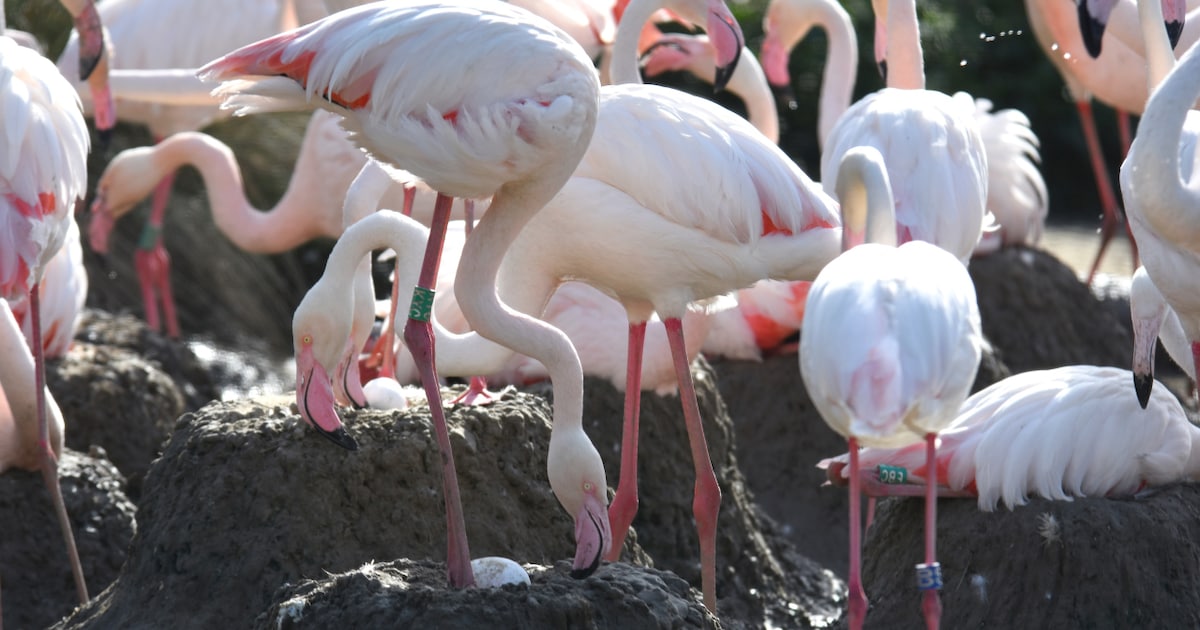 Flamingokolonie in Blijdorp blijft groeien | Rotterdam | AD.nl