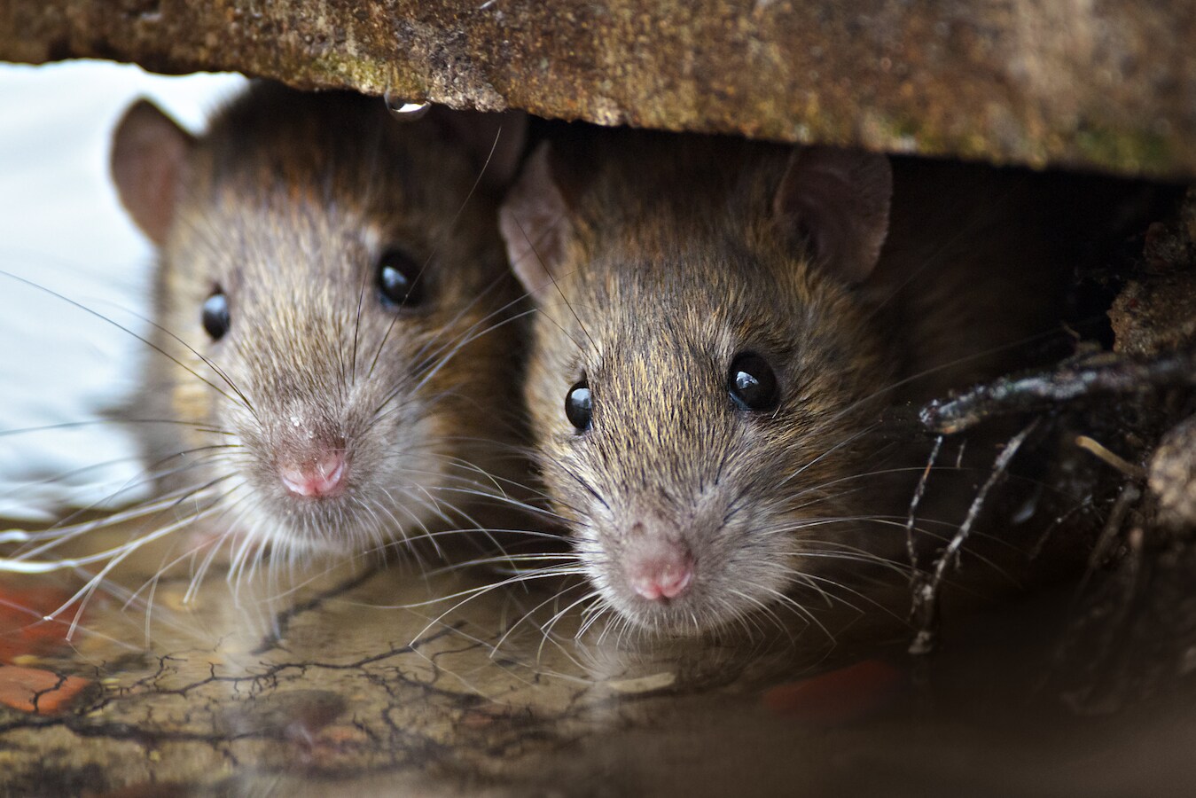 Muizen- en rattenplaag: ook keuken van kazerne Assen gesloten | Foto ...