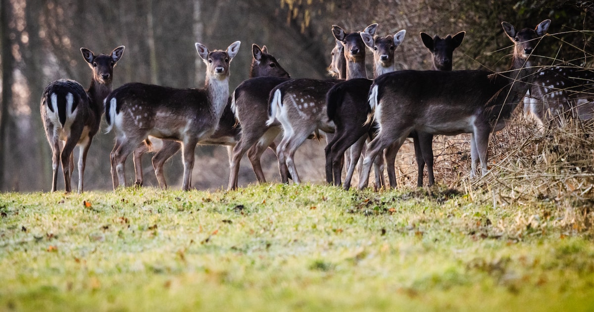 Leven damherten nog altijd onzeker: provincie stemt voor beheer en ...