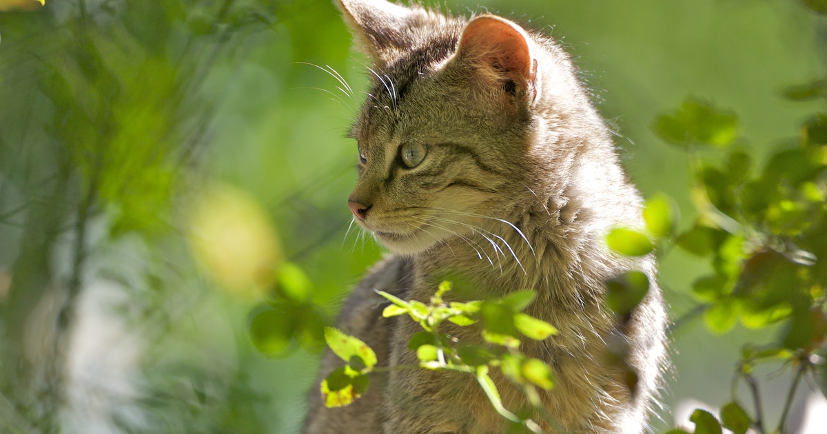 Oudste wilde kat van Nederland komt om op ‘dodenweg’ in Zuid-Limburg ...