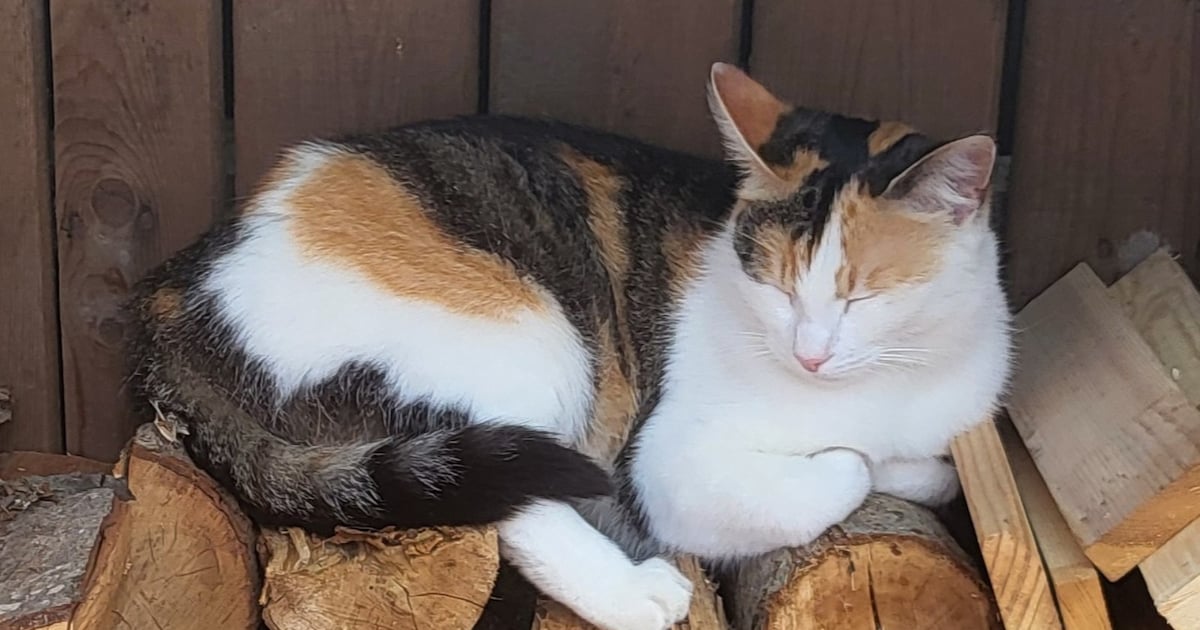 Heb jij Daantje gezien? Dit huisdier wordt in Olst-Wijhe vermist ...